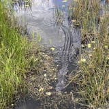 Anhinga Trail, Florida - 1,837 Reviews, Map | AllTrails