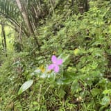 Makiki Valley Loop, Oahu, Hawaii - 5,803 Reviews, Map | AllTrails