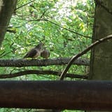 Dow Gardens Canopy Walk, Michigan - 138 Reviews, Map | AllTrails