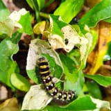 Nebo Ridge Trail, Indiana - 196 Reviews, Map | AllTrails