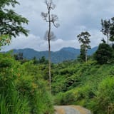 Mount Nuang via Janda Baik, Pahang, Malaysia - 104 Reviews, Map | AllTrails