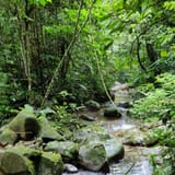 Mount Nuang via Janda Baik, Pahang, Malaysia - 104 Reviews, Map | AllTrails