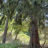 Oak Glen Preserve Trails, California - 792 Reviews, Map | AllTrails