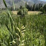 Oak Glen Preserve Trails, California - 792 Reviews, Map | AllTrails