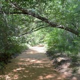 Canyon Loop Trail, Georgia - 2,337 Reviews, Map | AllTrails