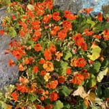 Albany Bulb, California - 393 Reviews, Map | AllTrails