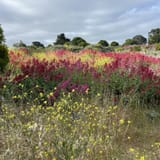 Albany Bulb, California - 393 Reviews, Map | AllTrails