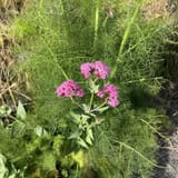 Albany Bulb, California - 393 Reviews, Map | AllTrails