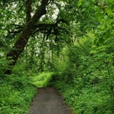 Tickle Creek Trail, Oregon - 397 Reviews, Map | AllTrails