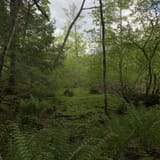 Chamberlain-Reynolds Memorial Forest Loop, New Hampshire - 1,075 ...
