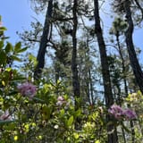 Pygmy Forest Discovery Trail, California - 105 Reviews, Map | AllTrails