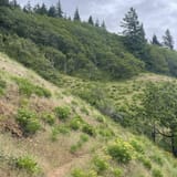 Weldon Wagon Road Trail, Washington - 532 Reviews, Map | AllTrails