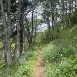 Weldon Wagon Road Trail, Washington - 532 Reviews, Map | AllTrails