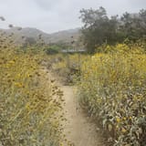 Two Trees Trail, California - 1,239 Reviews, Map | AllTrails