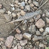 Mount Morrison Trail, Colorado - 5,855 Reviews, Map | AllTrails