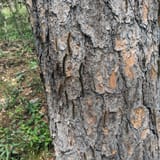 Buzzard Rock, Virginia - 1,759 Reviews, Map | AllTrails