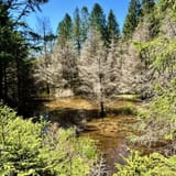 Tioga West Rim Trail, Pennsylvania - 551 Reviews, Map | AllTrails