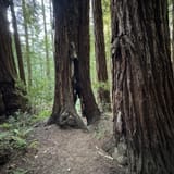 Bootjack Loop, California - 1,864 Reviews, Map | AllTrails