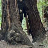 Bootjack Loop, California - 1,864 Reviews, Map | AllTrails