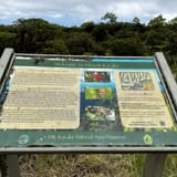 Mount Kaʻala Trail, Oahu, Hawaii - 1,716 Reviews, Map | AllTrails