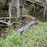 Gorman Falls Trail, Texas - 1,097 Reviews, Map | AllTrails