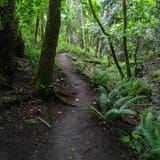 Turtleback Mountain South Trail , Washington - 385 Reviews, Map | AllTrails