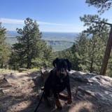 Colorow Mountain Forest and Meadow Loop Trail, Colorado - 595 Reviews ...