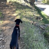 Colorow Mountain Forest and Meadow Loop Trail, Colorado - 595 Reviews ...