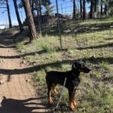 Colorow Mountain Forest and Meadow Loop Trail, Colorado - 595 Reviews ...