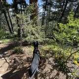 Colorow Mountain Forest and Meadow Loop Trail, Colorado - 595 Reviews ...