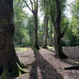 Epping Forest Main Path and Green Ride Circular, Essex, England - 1,242 ...