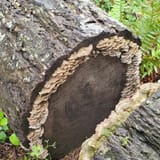 Cascade Lake Trail, Washington - 783 Reviews, Map | AllTrails