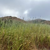 Gerbode Valley Loop, California - 529 Reviews, Map | AllTrails