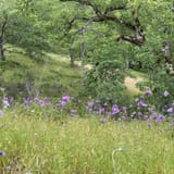 Weldon Wagon Road Trail, Washington - 532 Reviews, Map | AllTrails