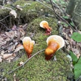 Limberlost Trail, Virginia - 925 Reviews, Map | AllTrails