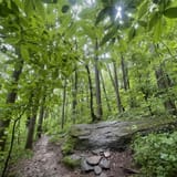 Daniel Ridge Loop, North Carolina - 1,916 Reviews, Map | AllTrails
