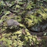 Judd Trail, Oahu, Hawaii - 2,541 Reviews, Map | AllTrails