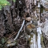 Botany Canyon, South Dakota - 549 Reviews, Map | AllTrails