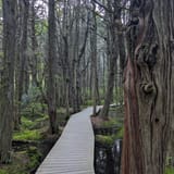 Atlantic White Cedar Swamp Trail, Massachusetts - 1,022 Reviews, Map ...