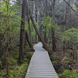 Atlantic White Cedar Swamp Trail, Massachusetts - 1,022 Reviews, Map ...