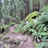 Tres Sendas Trail, California - 276 Reviews, Map | AllTrails
