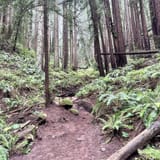Tres Sendas Trail, California - 276 Reviews, Map | AllTrails