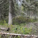 Mount Kit Carson Loop Road, Trail 140 and Trail 110 Loop, Washington ...