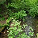 Tickle Creek Trail, Oregon - 397 Reviews, Map | AllTrails