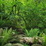 Tickle Creek Trail, Oregon - 397 Reviews, Map | AllTrails