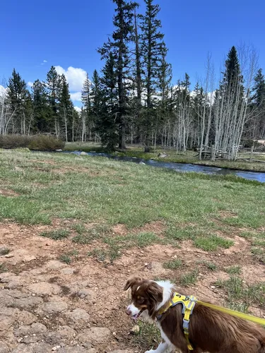 Best Dog Friendly Trails in Duck Creek Village | AllTrails