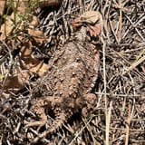 Campbell Mesa Loop, Arizona - 1,245 Reviews, Map | AllTrails