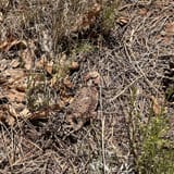 Campbell Mesa Loop, Arizona - 1,245 Reviews, Map | AllTrails