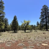 Campbell Mesa Loop, Arizona - 1,246 Reviews, Map | AllTrails