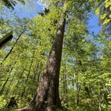 Lost '40' Trail, Minnesota - 182 Reviews, Map | AllTrails